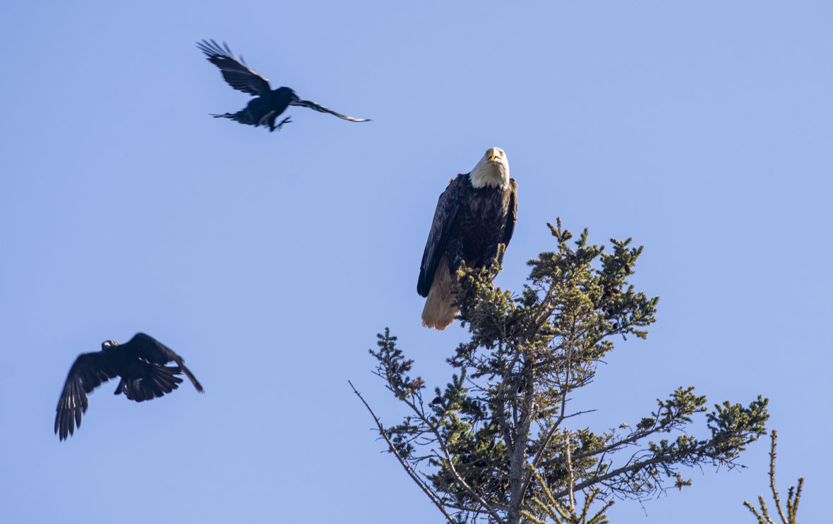 P.E.I.'s bald eagles | CBC News