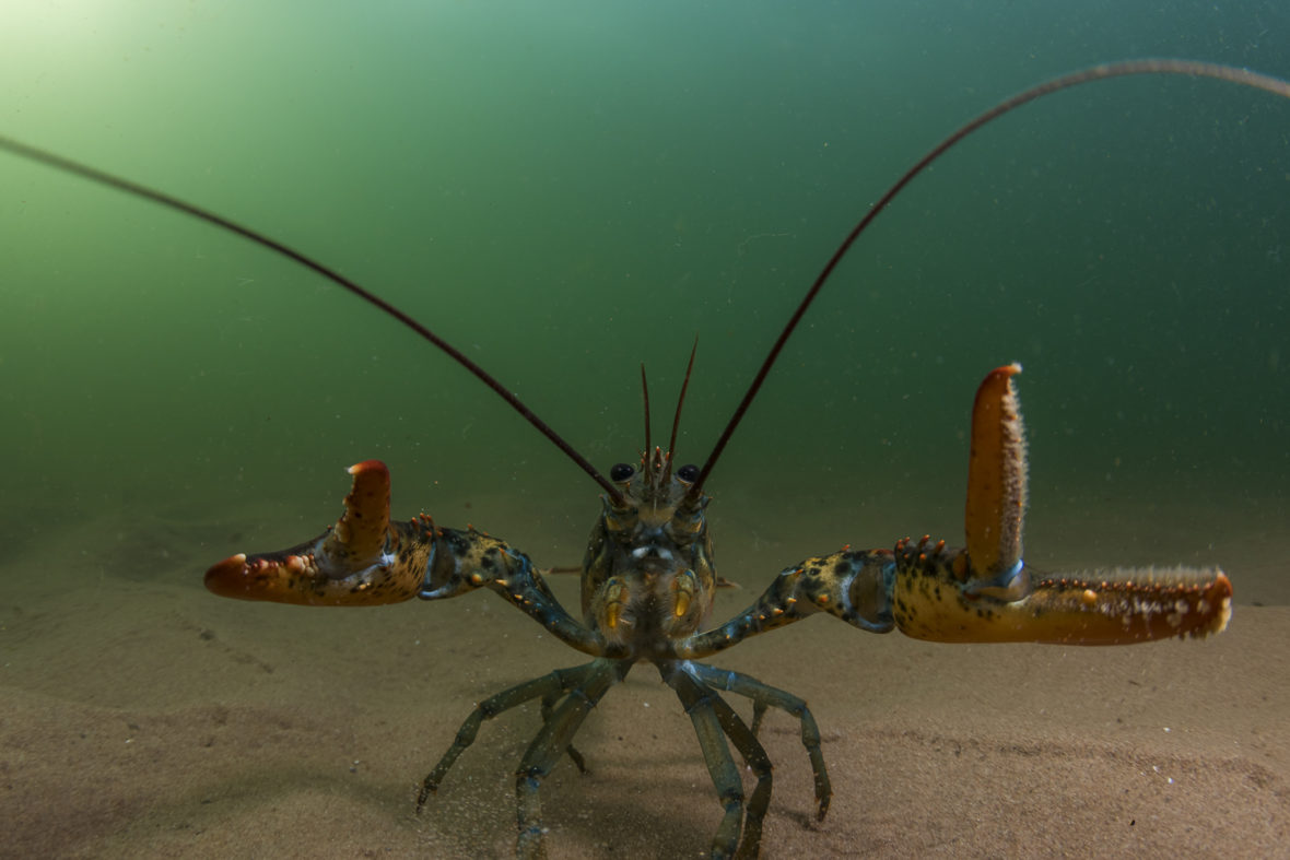 The weird and wonderful at Pogey Beach | CBC News