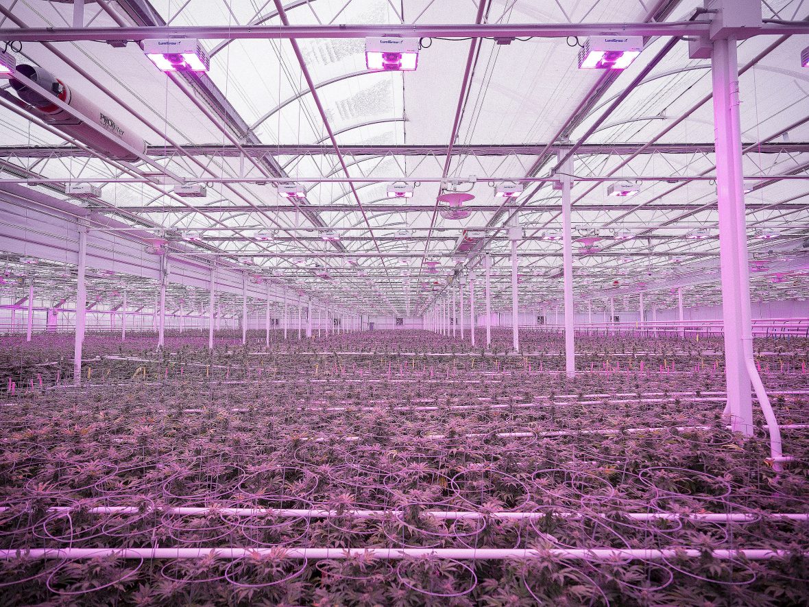 Meet Canada's marijuana moguls | CBC News