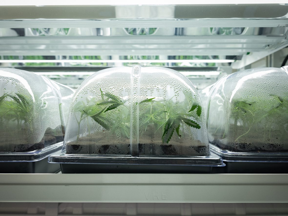 Meet Canada's marijuana moguls | CBC News