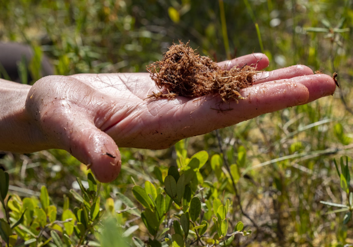 Muskeg under threat | CBC News