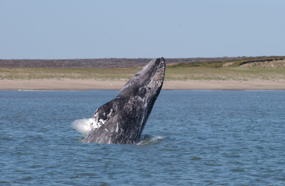 Skinny whales | CBC News