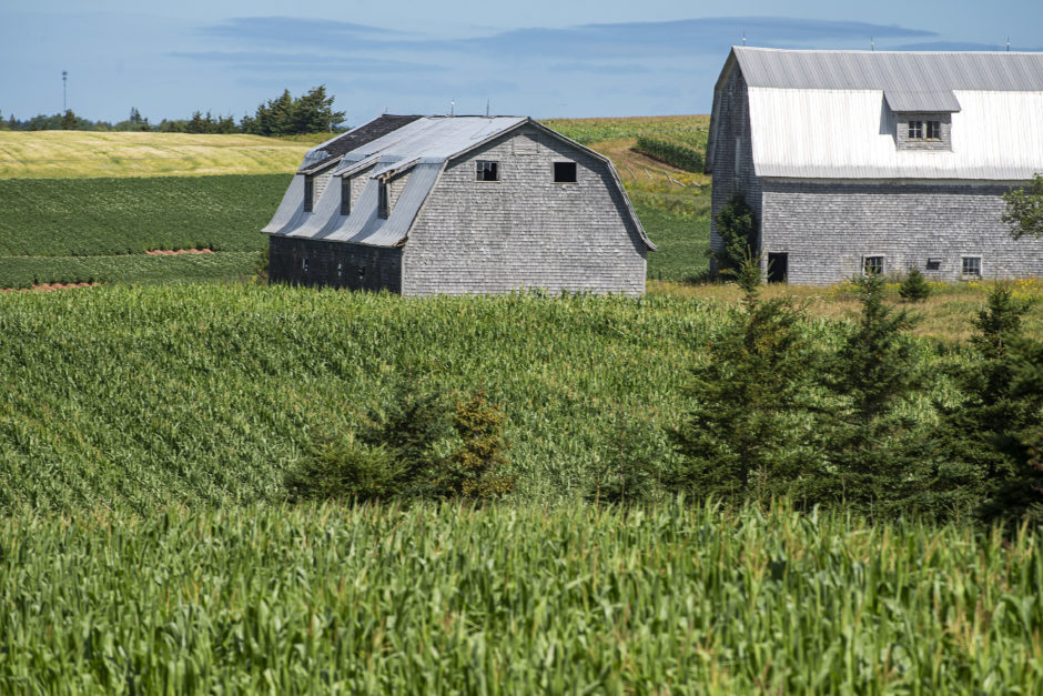 Late-summer farming on P.E.I. | CBC News