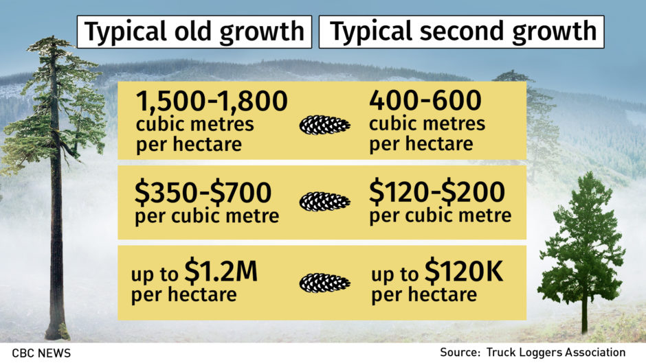 Money trees | CBC News