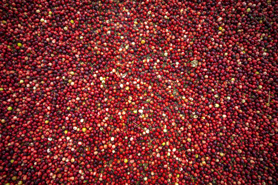 For the love of cranberries | CBC News