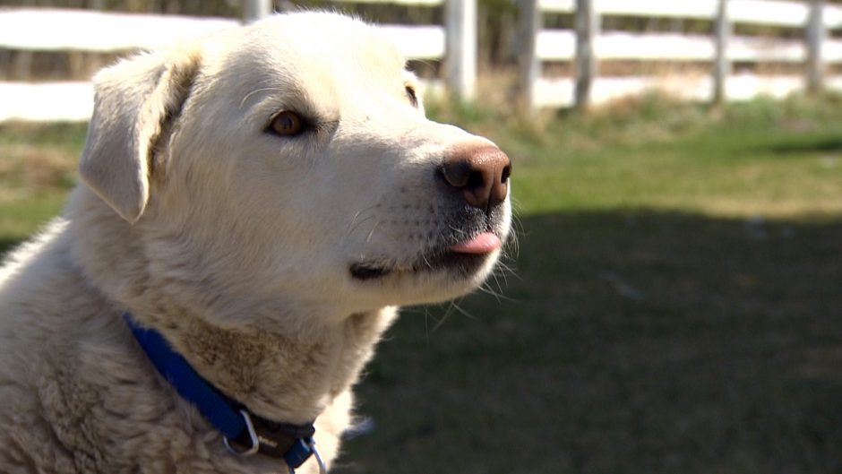 Rez Dogs | CBC News