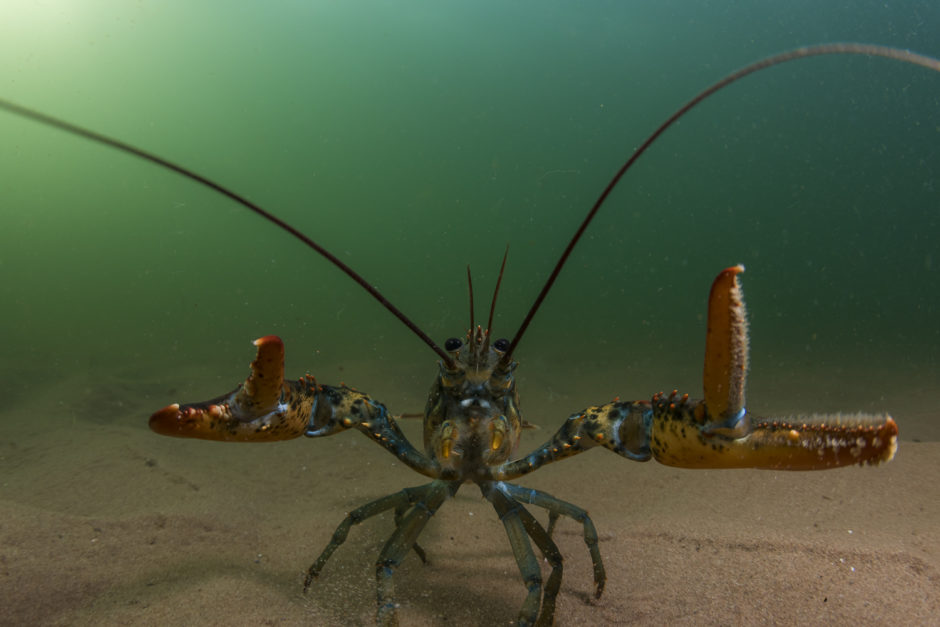 The weird and wonderful at Pogey Beach | CBC News