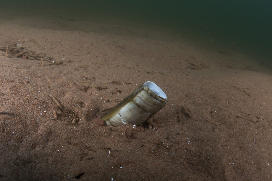 The weird and wonderful at Pogey Beach | CBC News