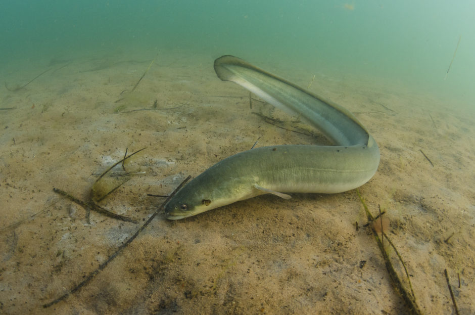 The weird and wonderful at Pogey Beach | CBC News