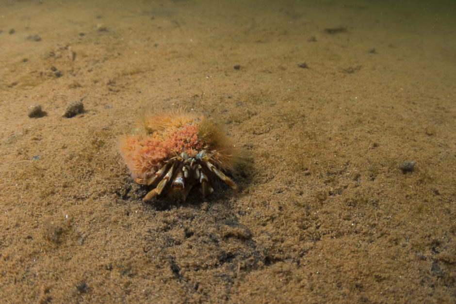 The weird and wonderful at Pogey Beach | CBC News