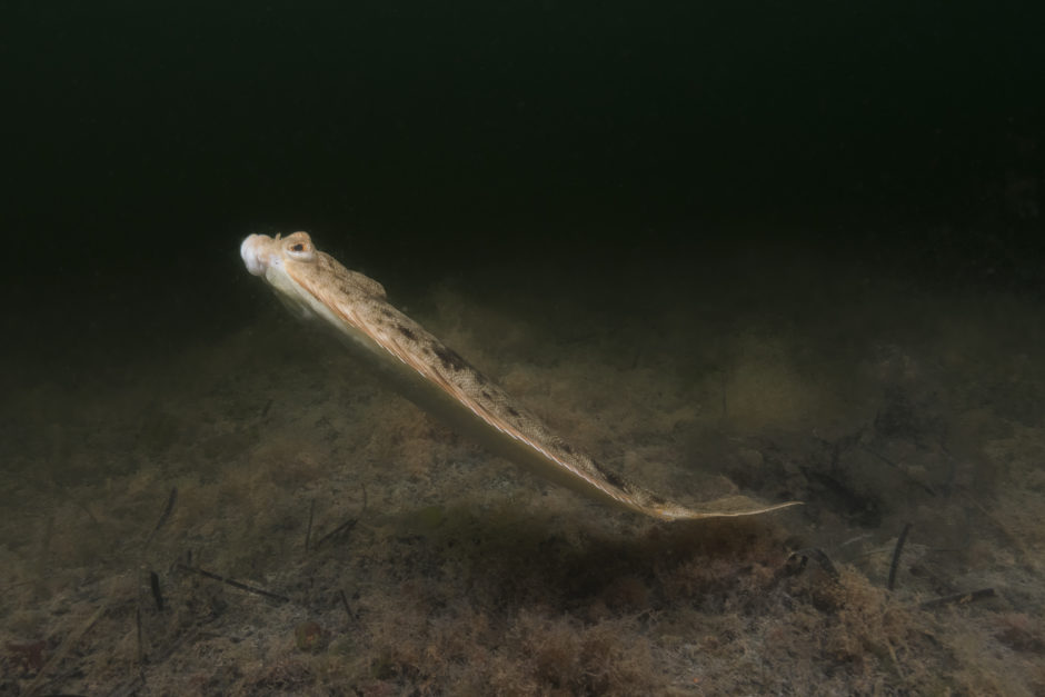 The weird and wonderful at Pogey Beach | CBC News