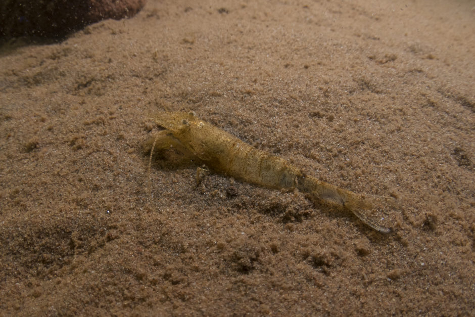 The weird and wonderful at Pogey Beach | CBC News