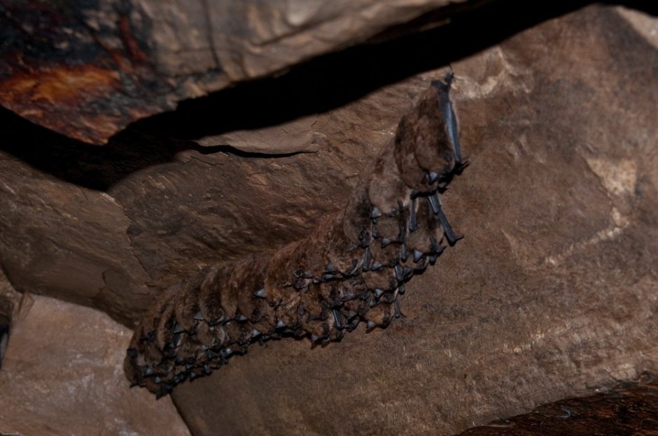 Inside Alberta's biggest bat cave | CBC News