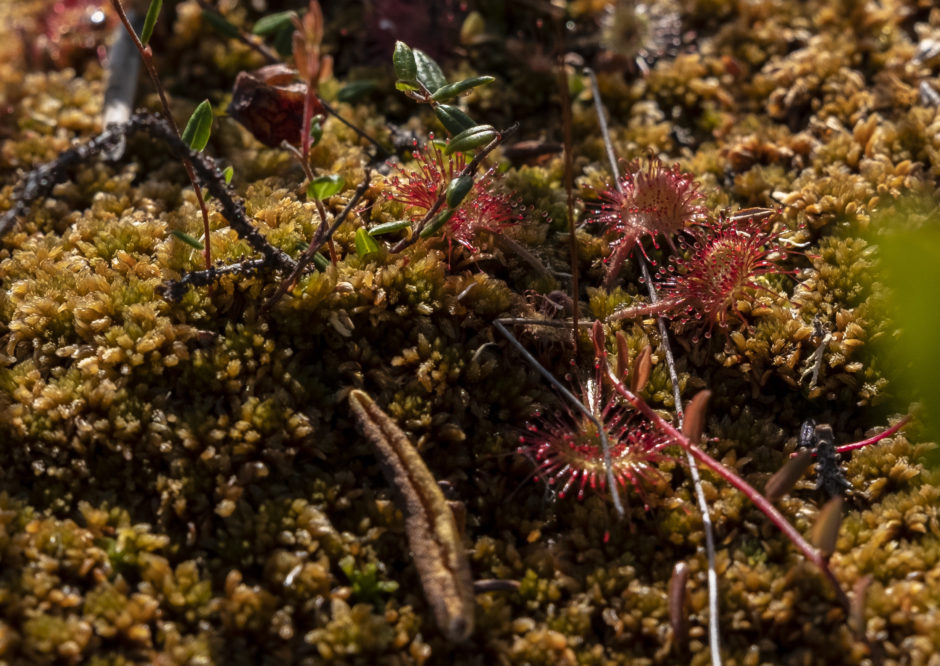 Muskeg under threat | CBC News