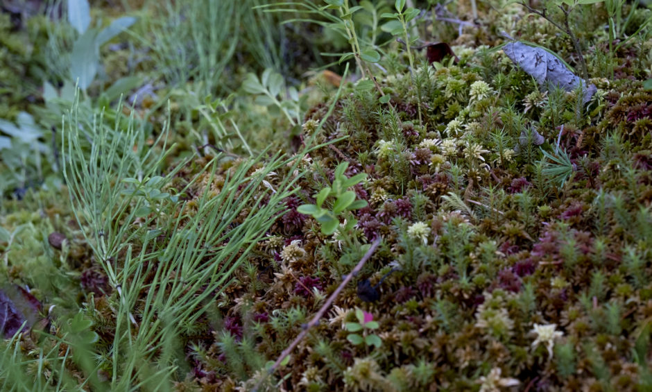 Muskeg under threat | CBC News