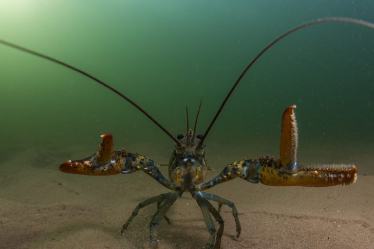 The weird and wonderful at Pogey Beach | CBC News