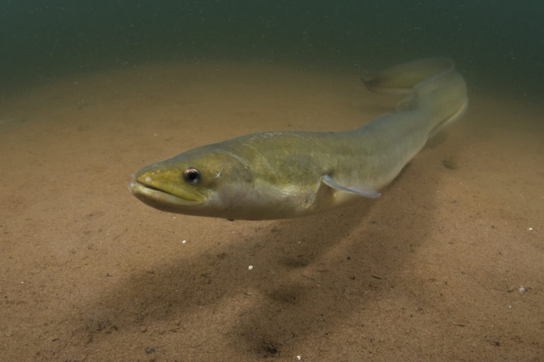 The weird and wonderful at Pogey Beach | CBC News