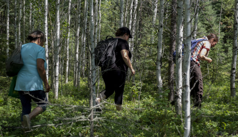 Muskeg under threat | CBC News