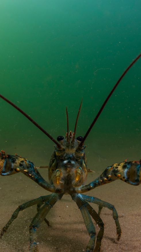 The weird and wonderful at Pogey Beach | CBC News