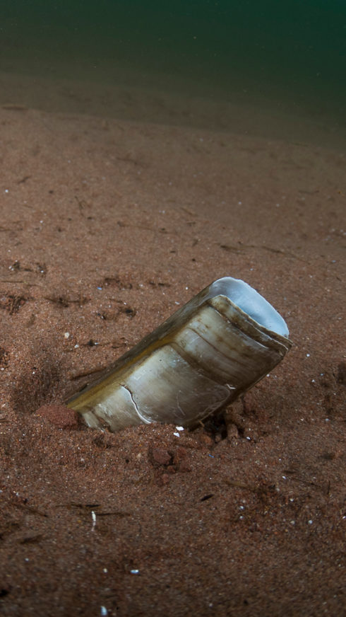 The weird and wonderful at Pogey Beach | CBC News