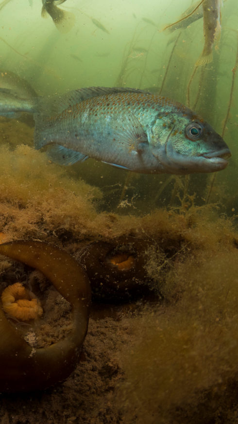 The weird and wonderful at Pogey Beach | CBC News