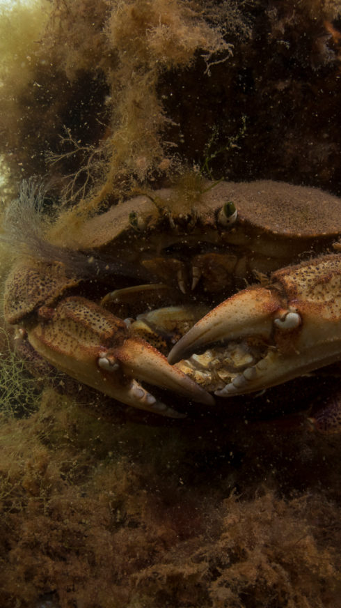 The weird and wonderful at Pogey Beach | CBC News
