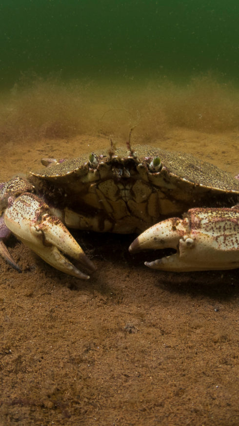 The weird and wonderful at Pogey Beach | CBC News