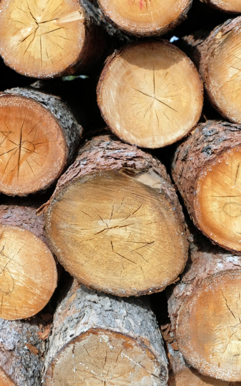 One log at a time | CBC News