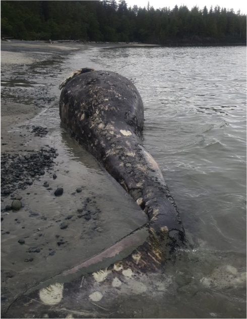 Skinny whales | CBC News