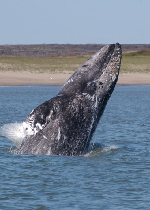 Skinny whales | CBC News
