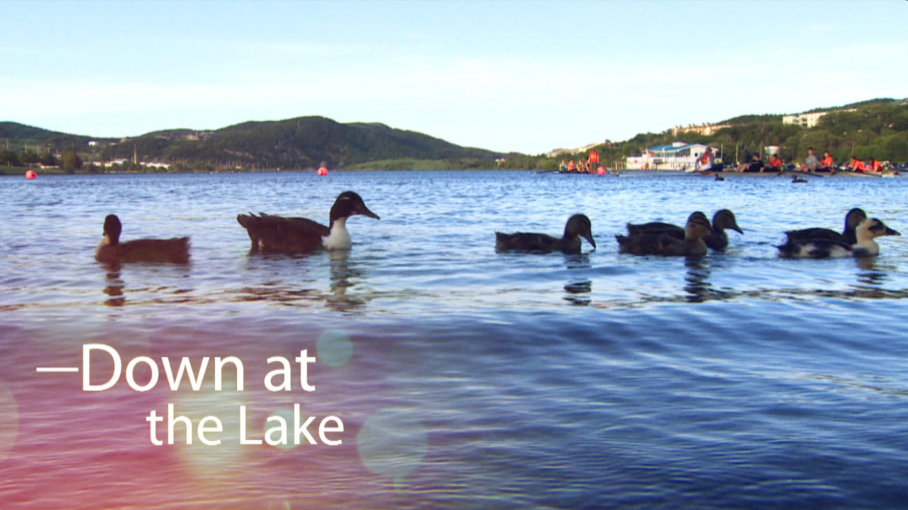Down at the lake | CBC News